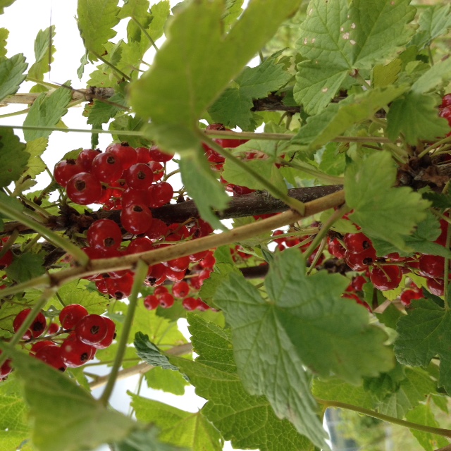 Groseilles | www.fermedesmatilous.fr